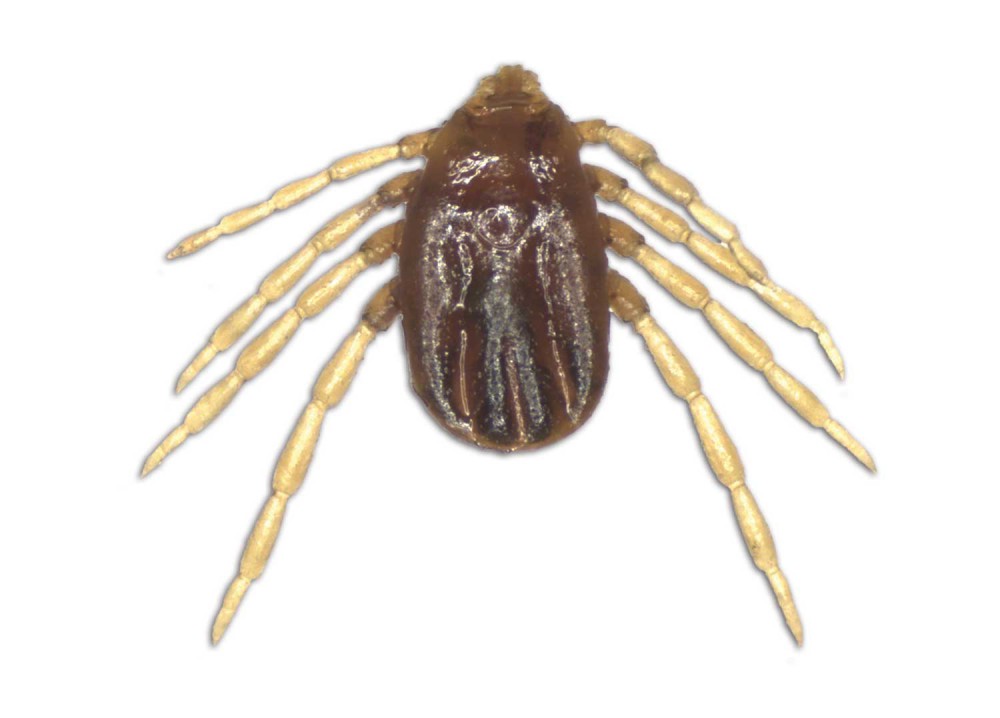 Agtag - Bosluise op lewende hawe